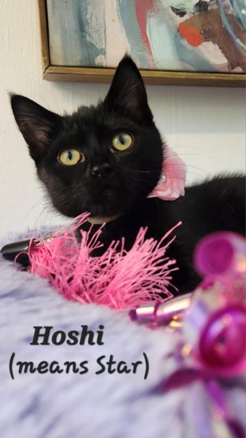 Adoption Gallery | Forever Homes Cat Rescue