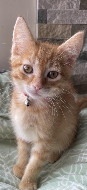 Adoption Gallery | Forever Homes Cat Rescue